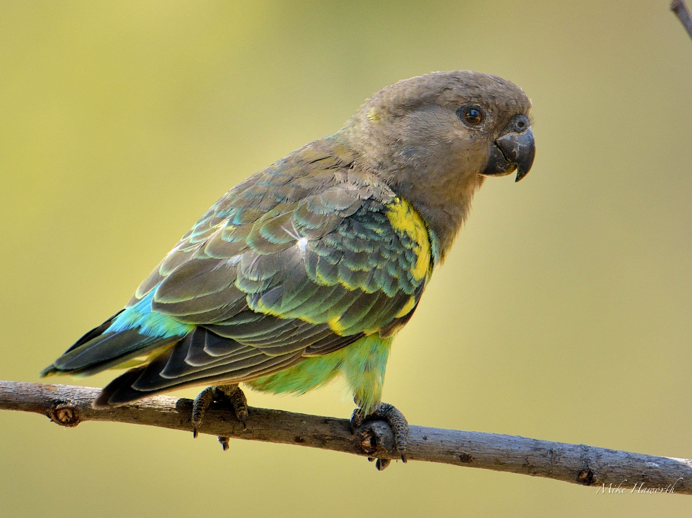 Parrots | Howie's Wildlife Images