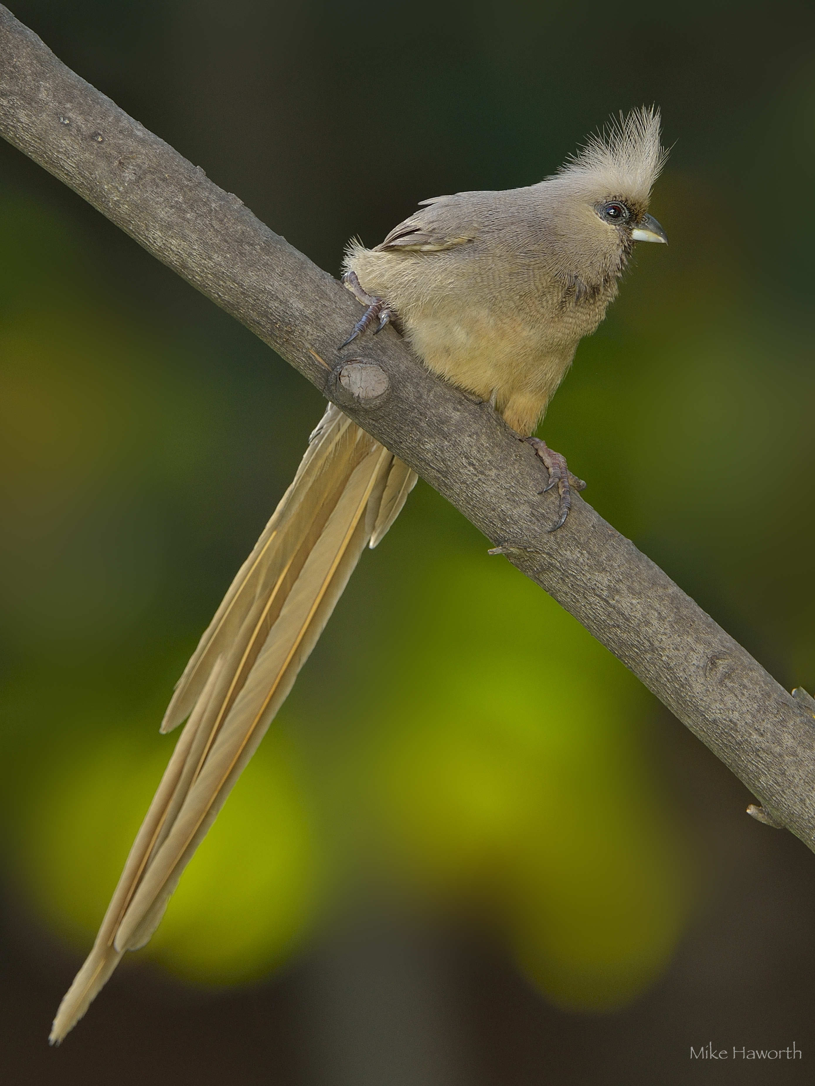 Mousebirds | Howie's Wildlife Images