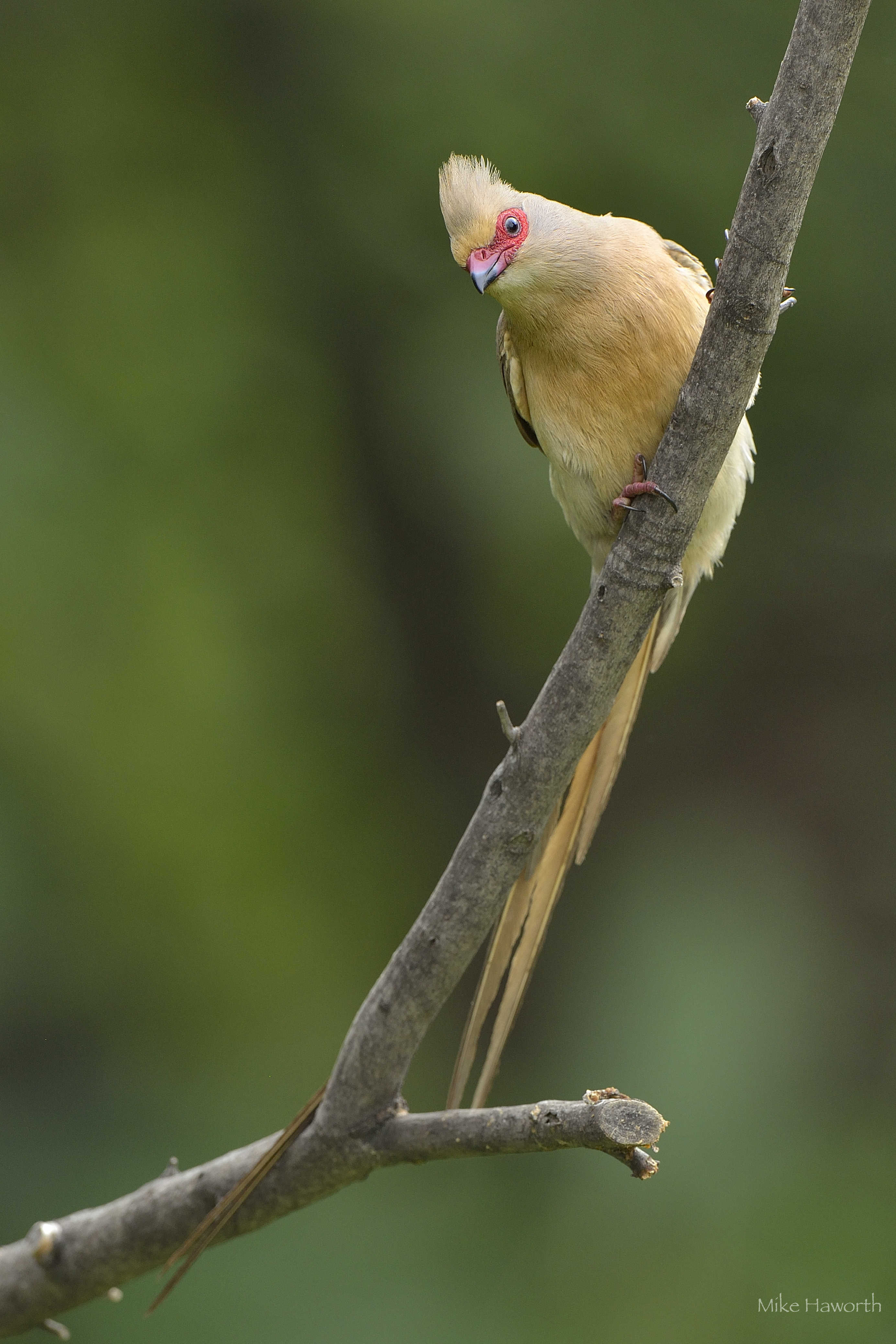 Extant from deep time | Howie's Wildlife Images