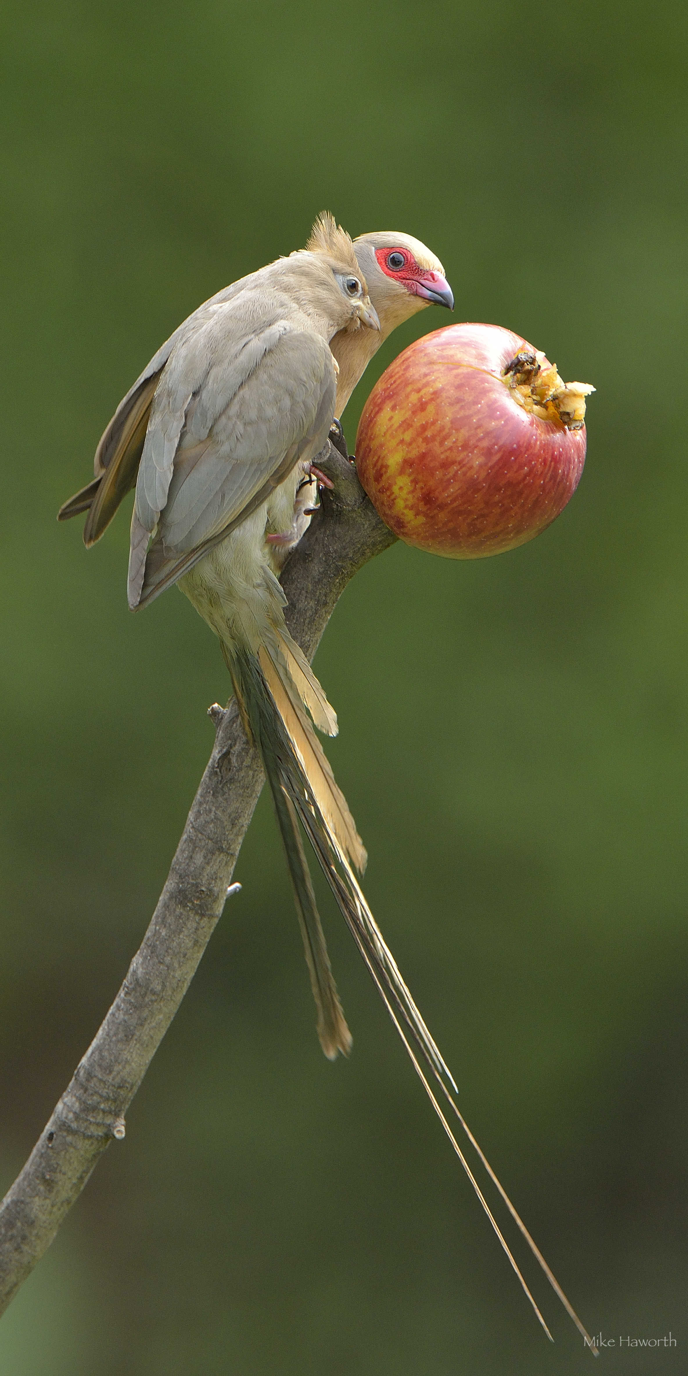 Extant from deep time | Howie's Wildlife Images
