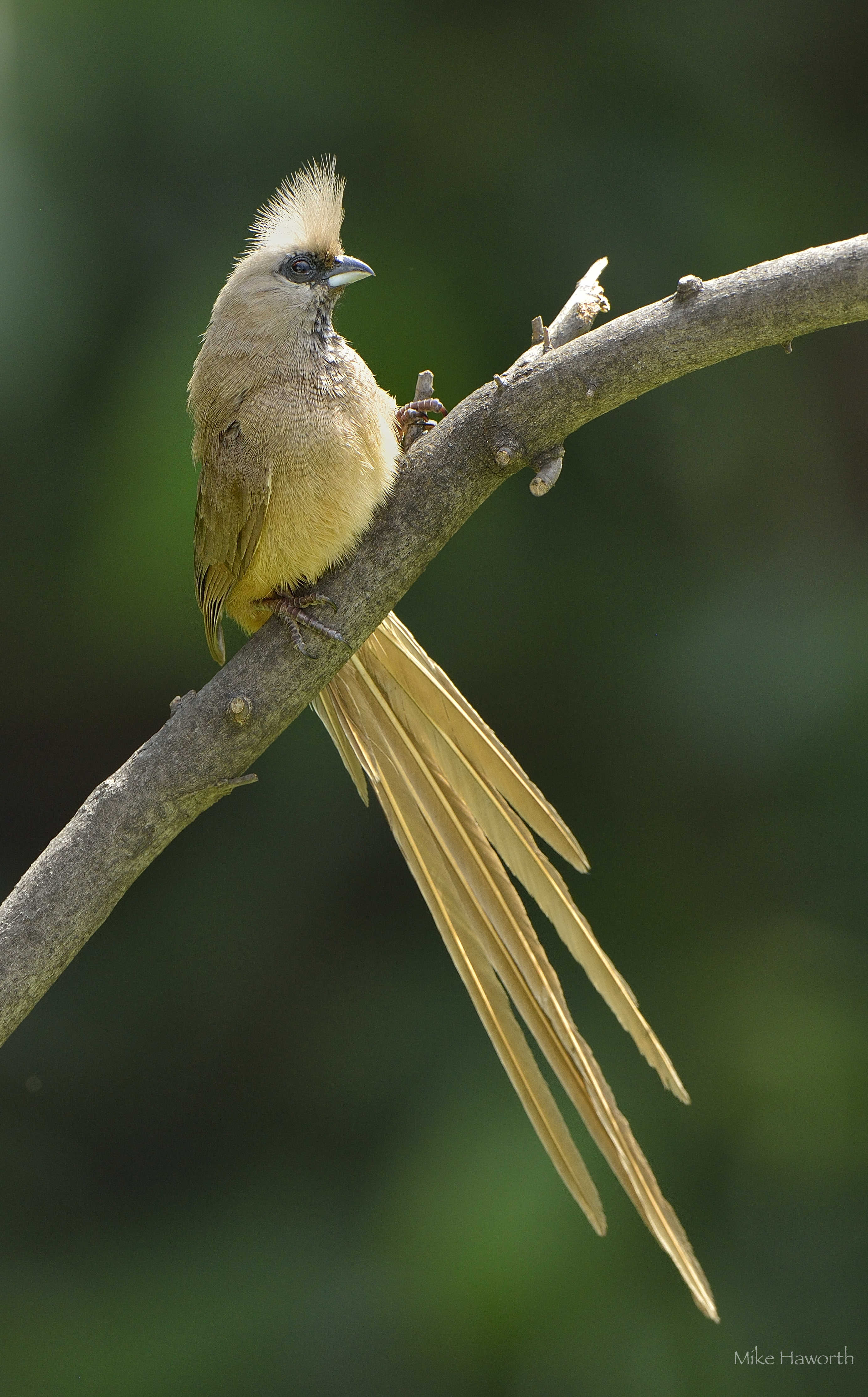 Mousebirds | Howie's Wildlife Images