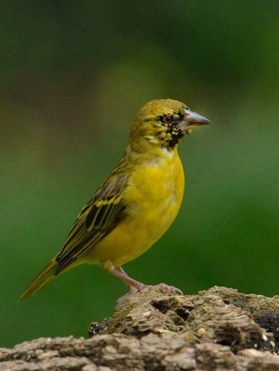 Weavers, Sparrow-Weavers and Buffalo-Weavers | Howie's Wildlife Images