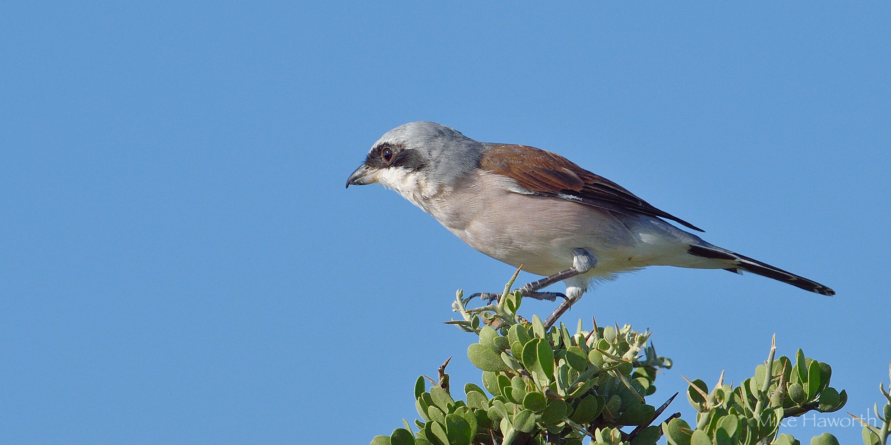 Mashatu gamedrive birds | Howie's Wildlife Images