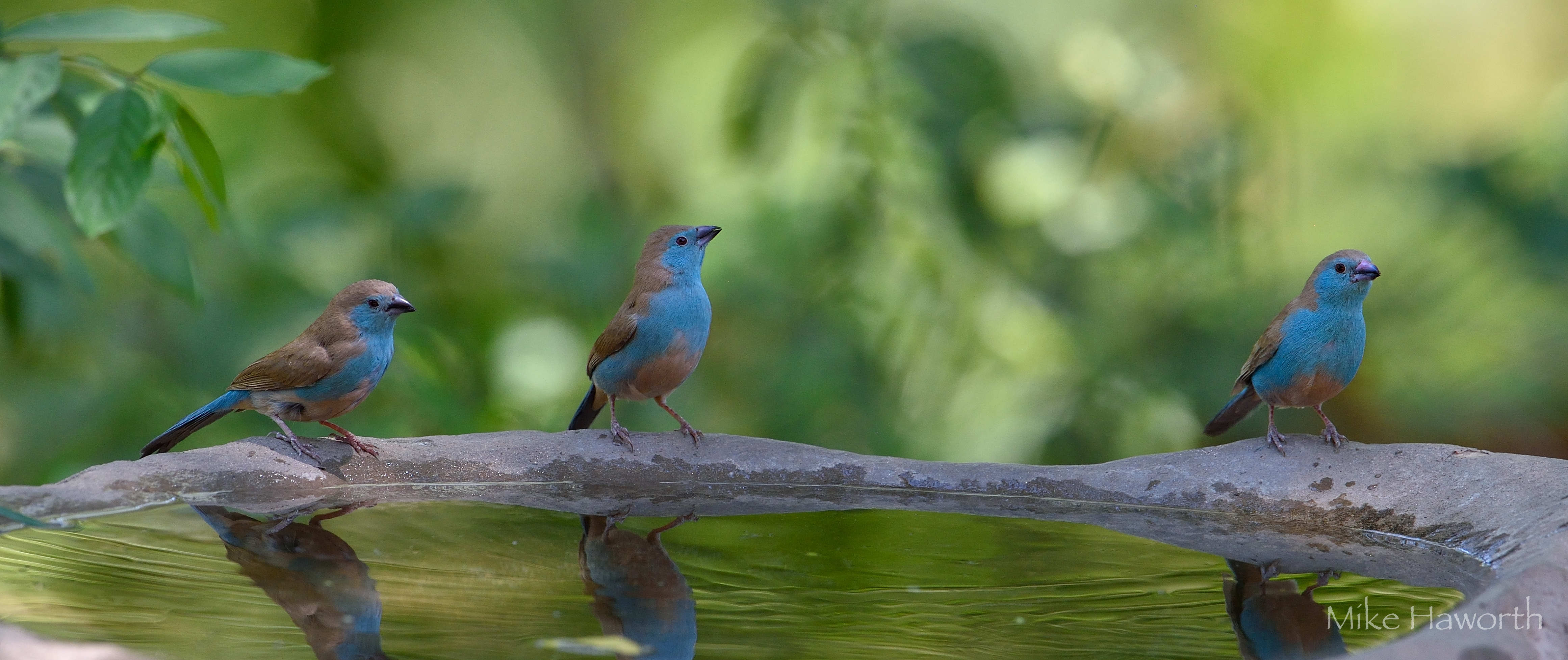 Mashatu,Botswana | Howie's Wildlife Images