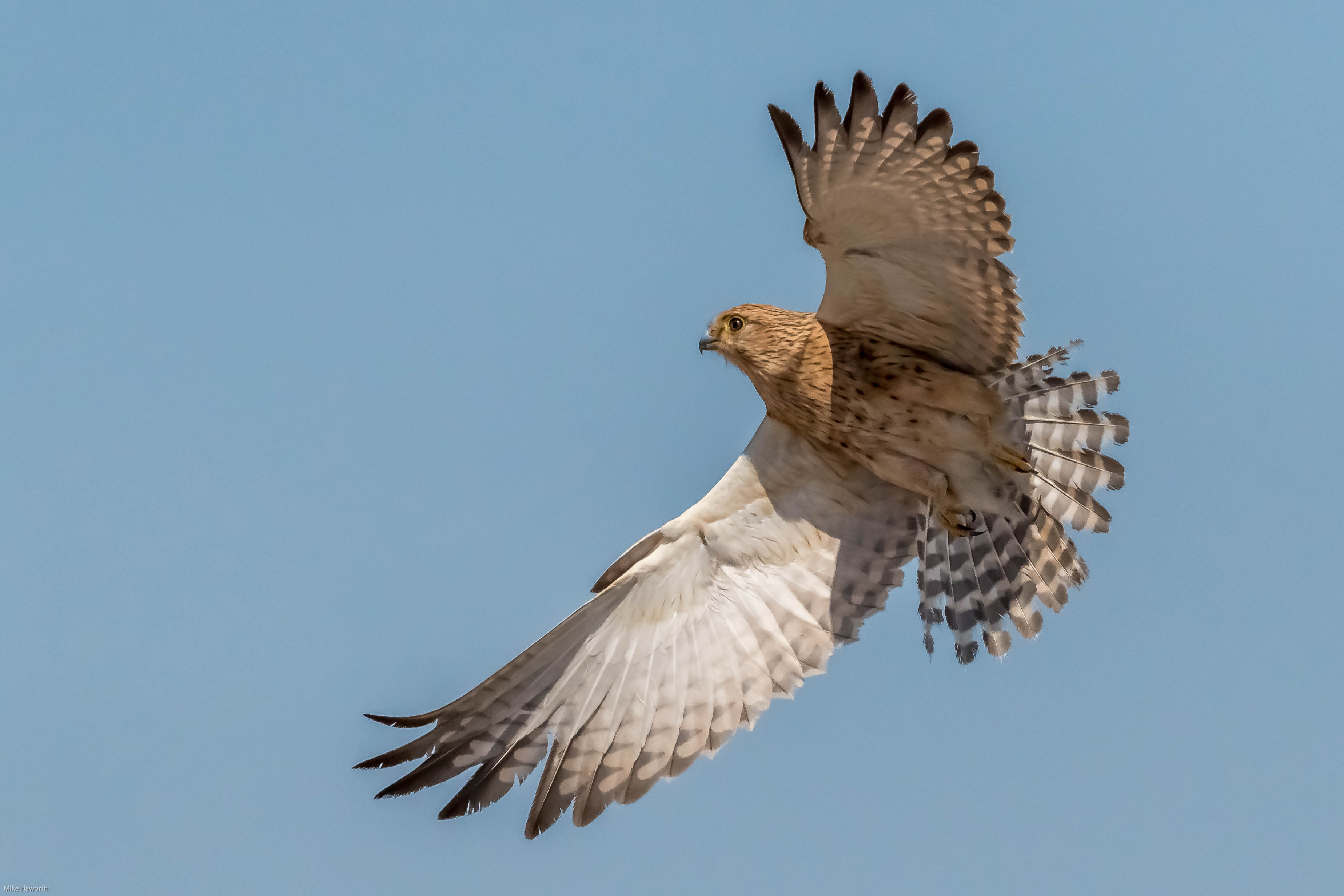 Kites and Kestrels | Howie's Wildlife Images