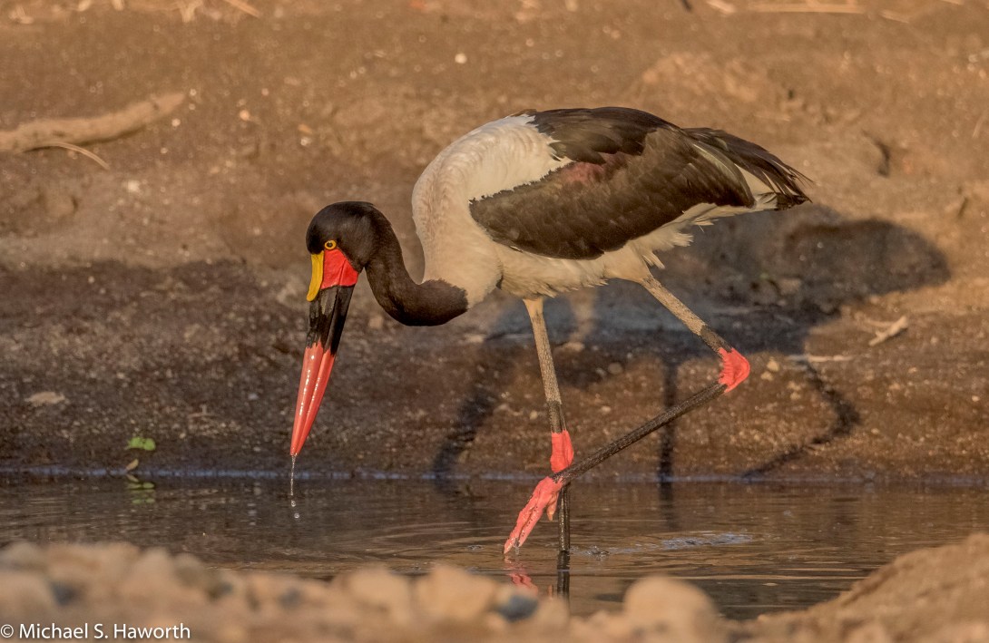 Beyond predators in Mashatu | Howie's Wildlife Images