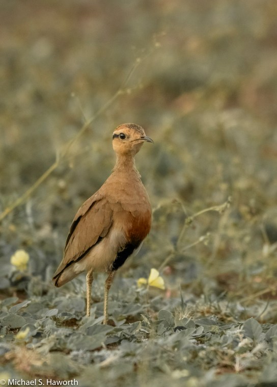 Mashatu – a birding paradise | Howie's Wildlife Images