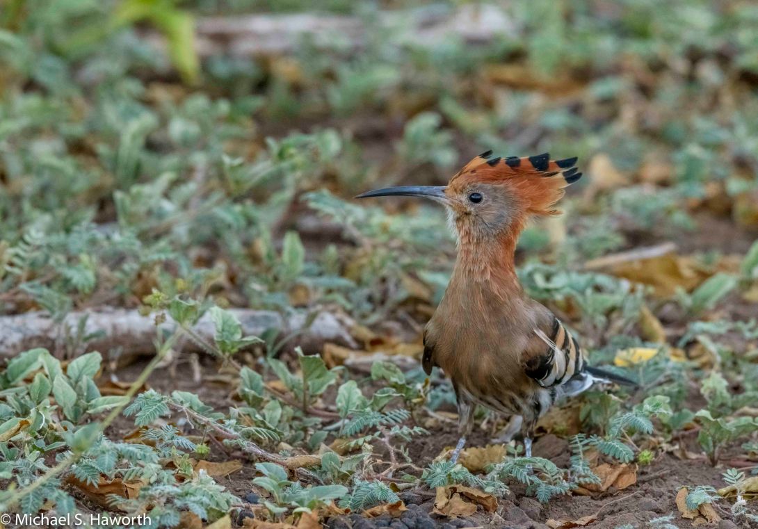 Mashatu – a birding paradise | Howie's Wildlife Images
