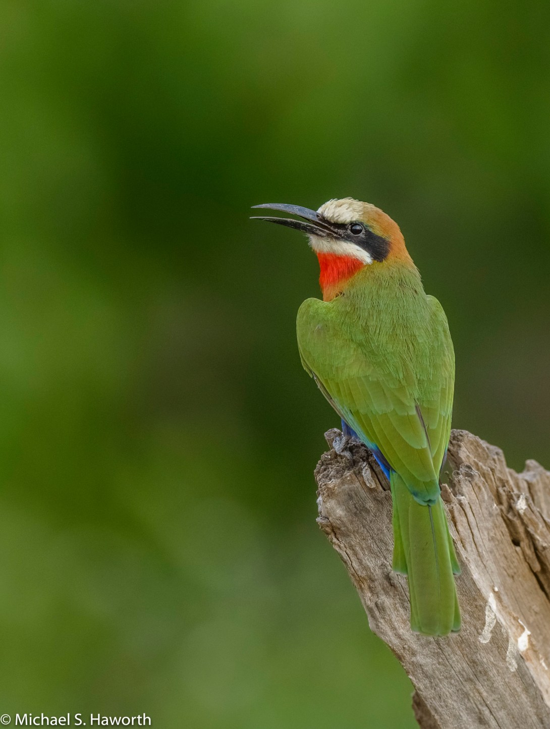 Mashatu – a birding paradise | Howie's Wildlife Images