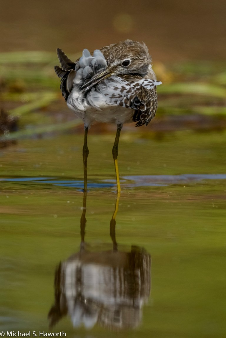 Mashatu – a birding paradise | Howie's Wildlife Images