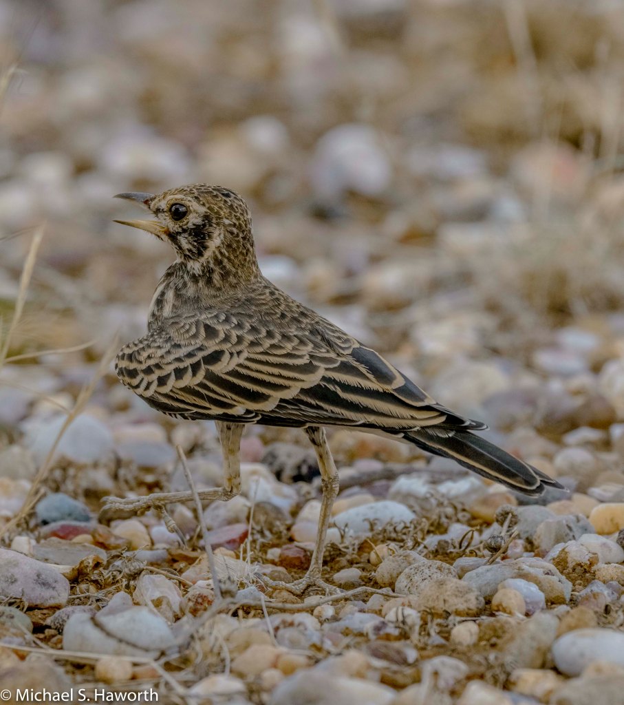 Mashatu – a birding paradise | Howie's Wildlife Images