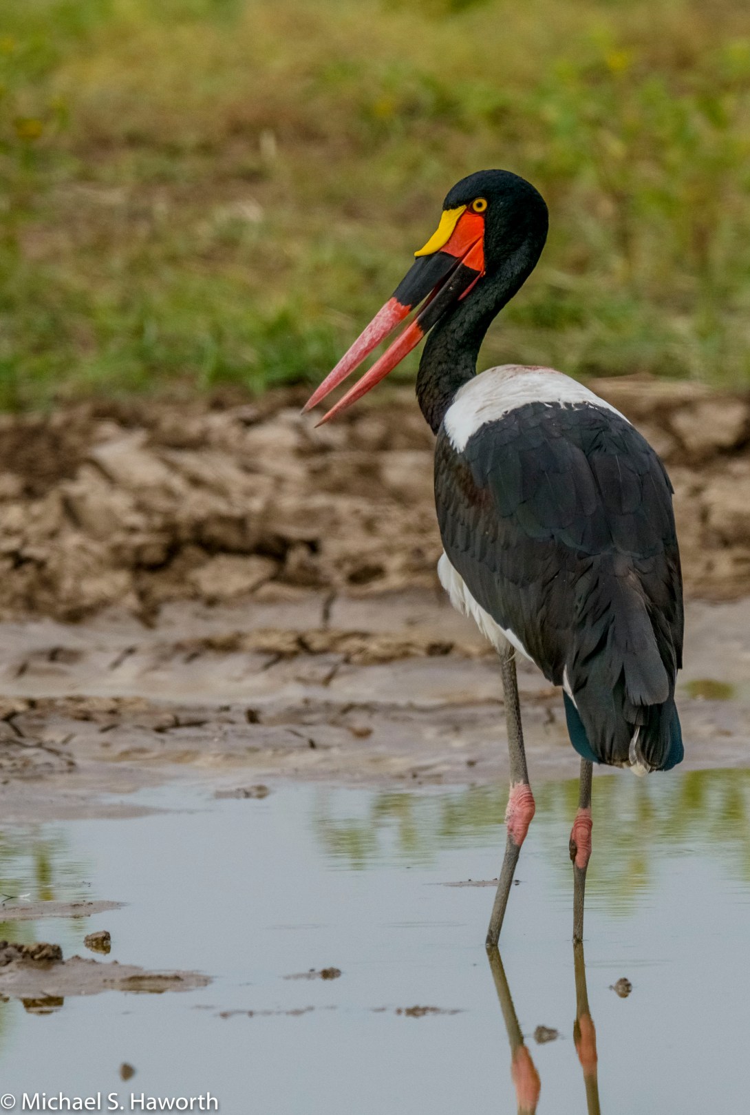 Mashatu – a birding paradise | Howie's Wildlife Images