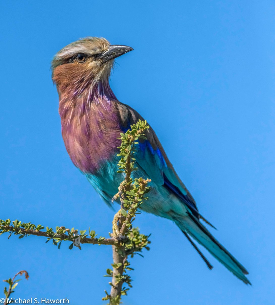 Mashatu – a birding paradise | Howie's Wildlife Images