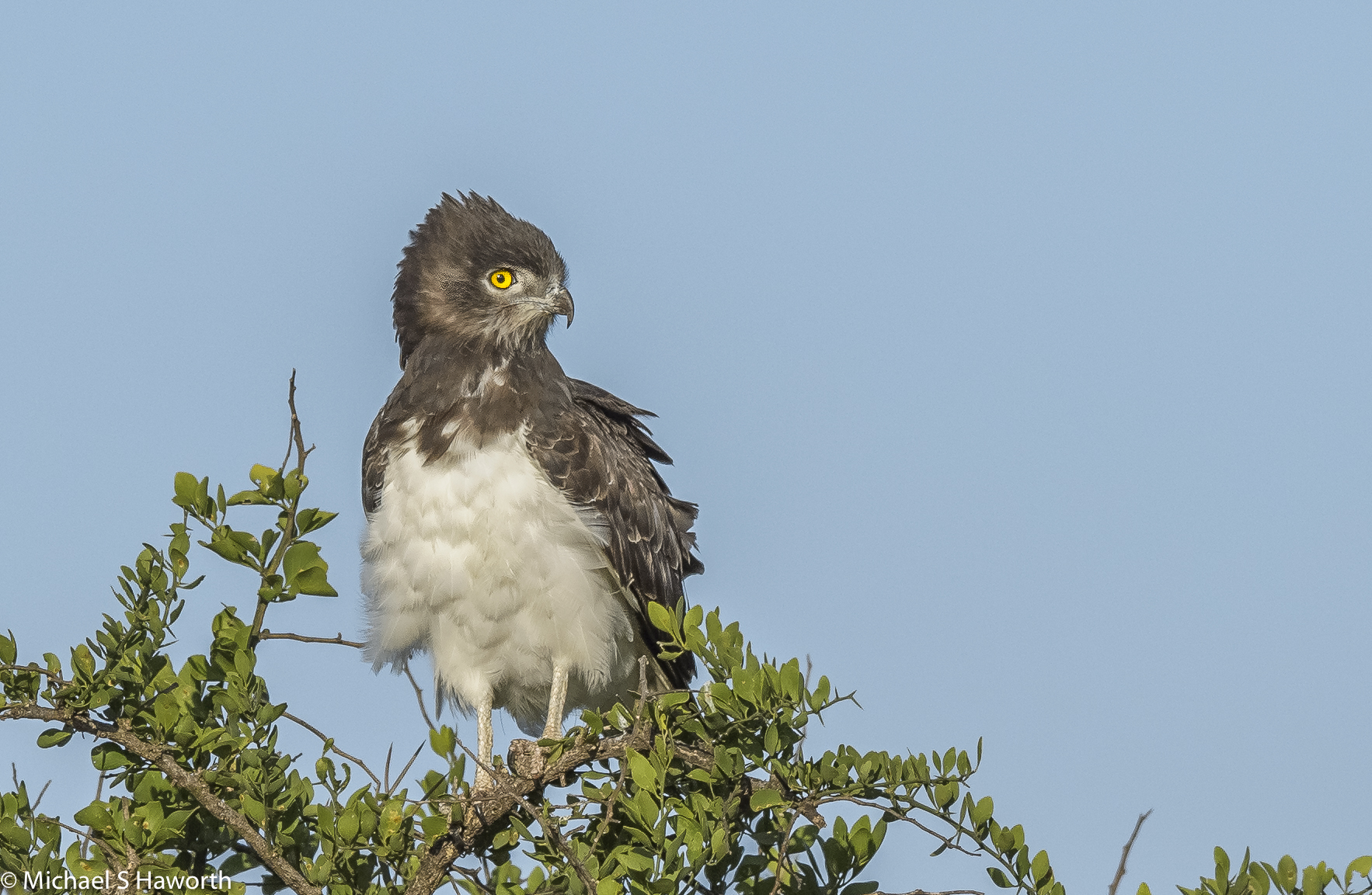 Snake-Eagles | Howie's Wildlife Images