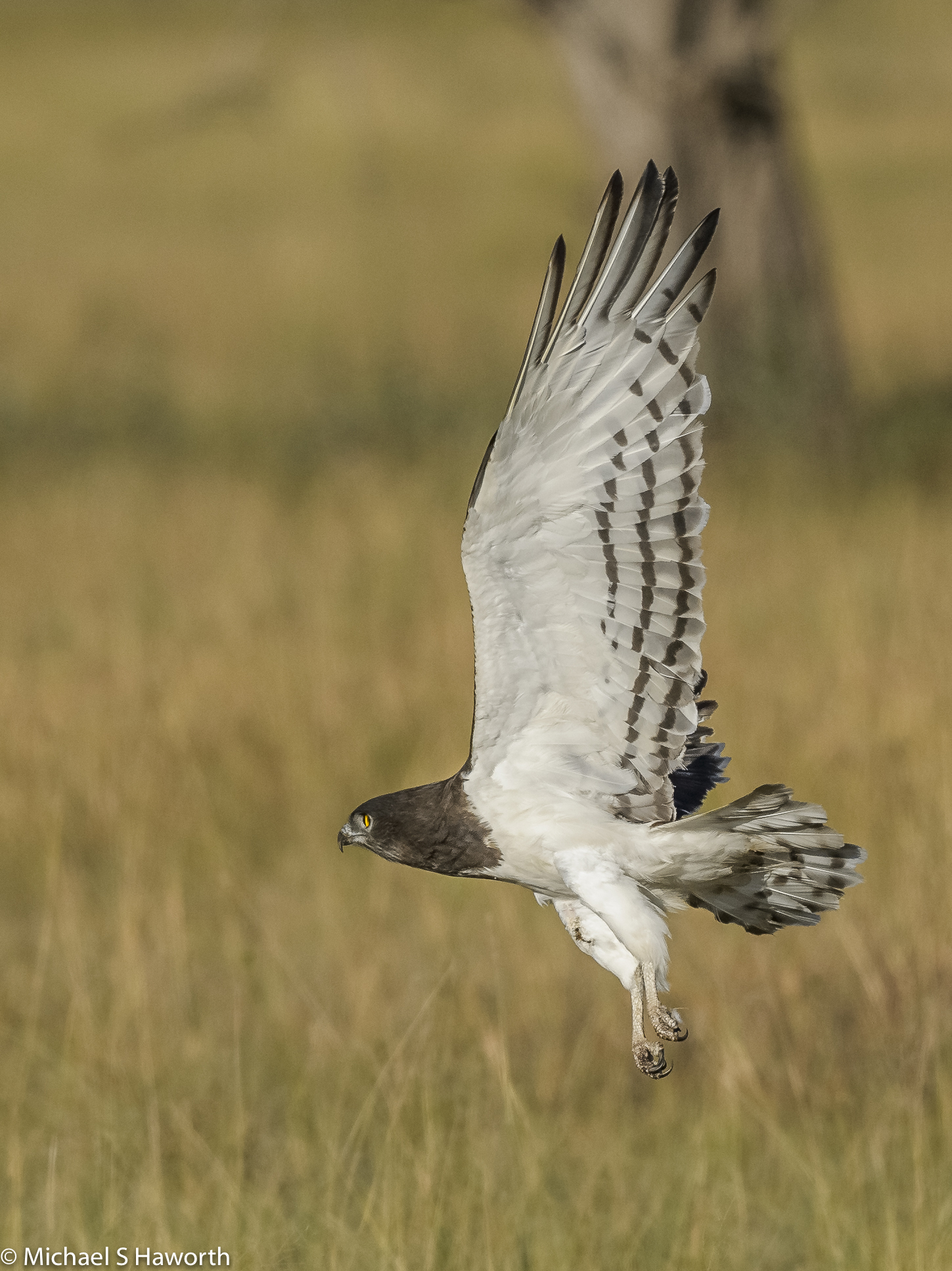 Snake-Eagles | Howie's Wildlife Images
