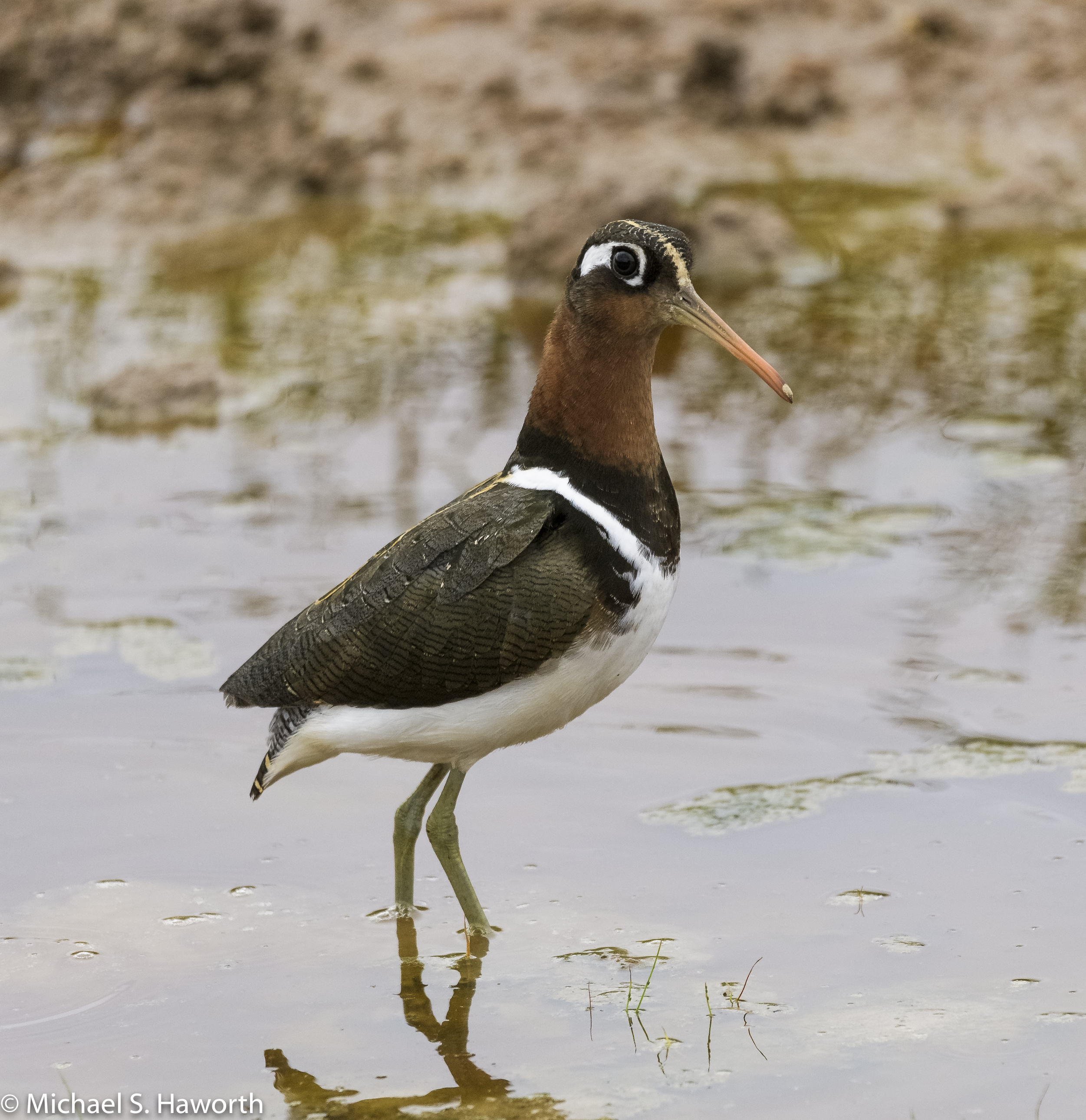 Snipe | Howie's Wildlife Images