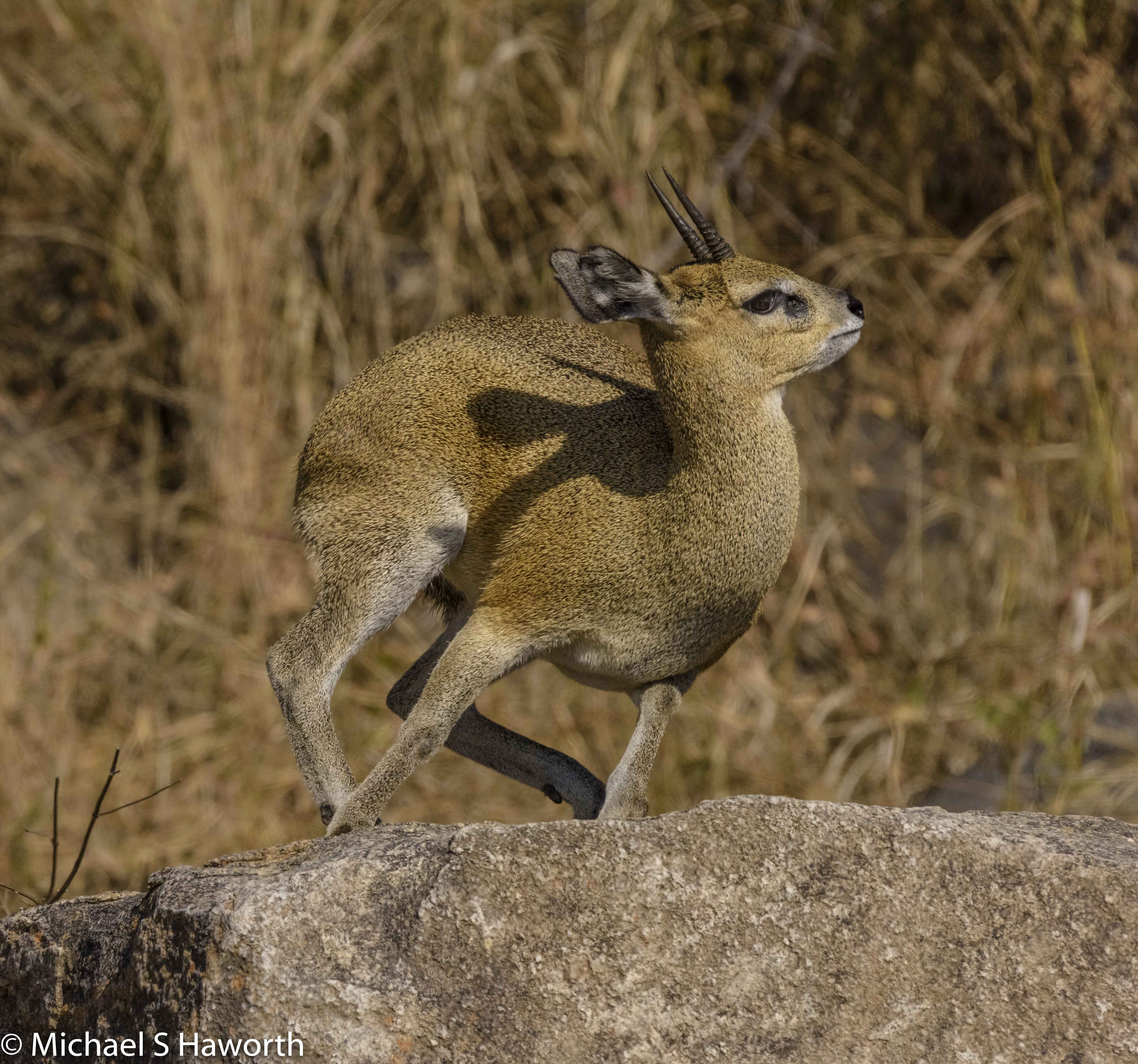 Klipspringer | Howie's Wildlife Images