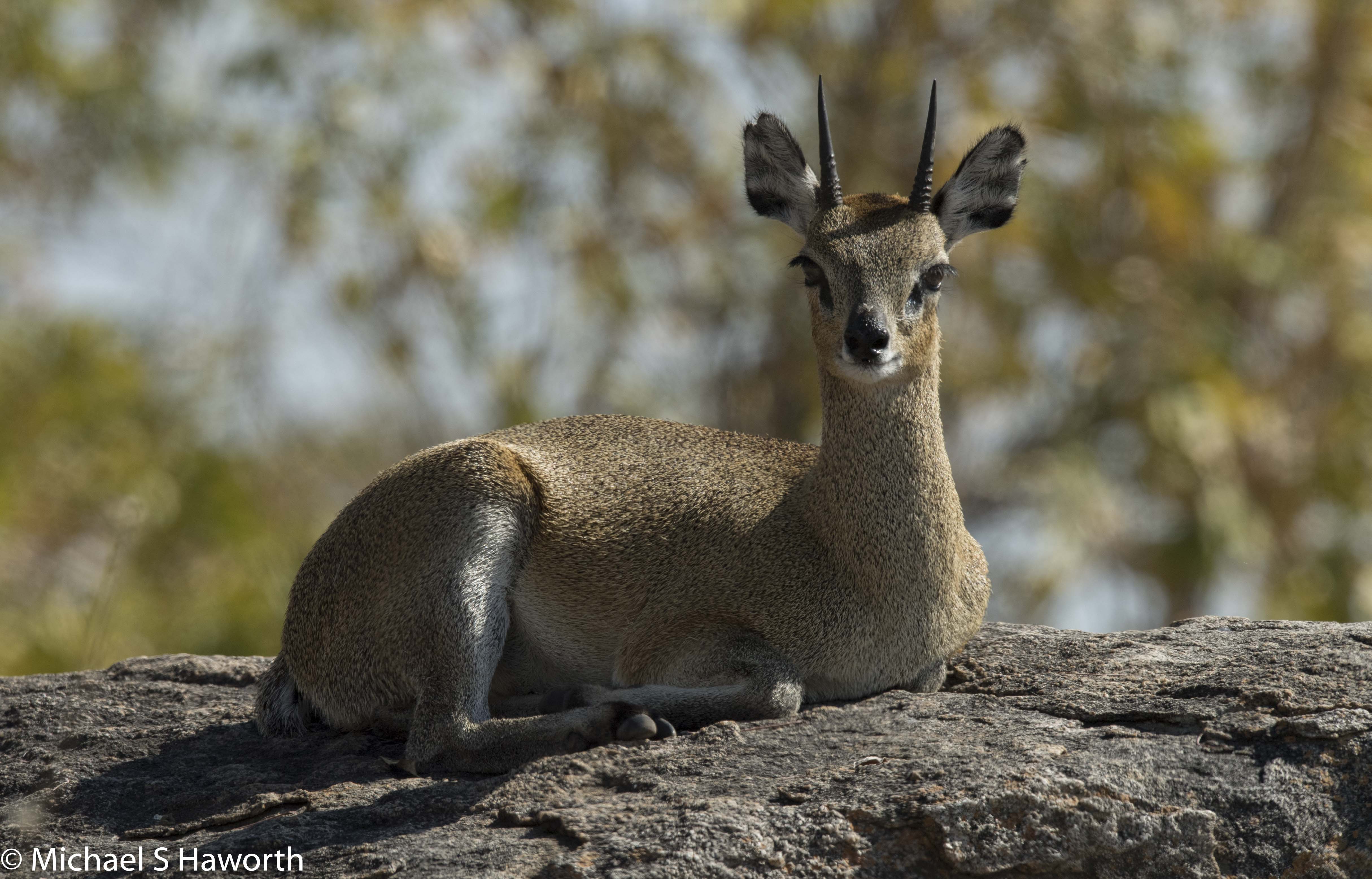 Klipspringer | Howie's Wildlife Images