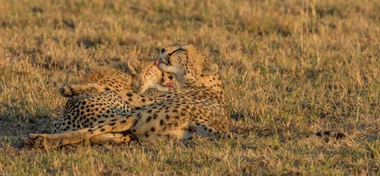 Serengeti Cheetah and giraffe interaction | Howie's Wildlife Images