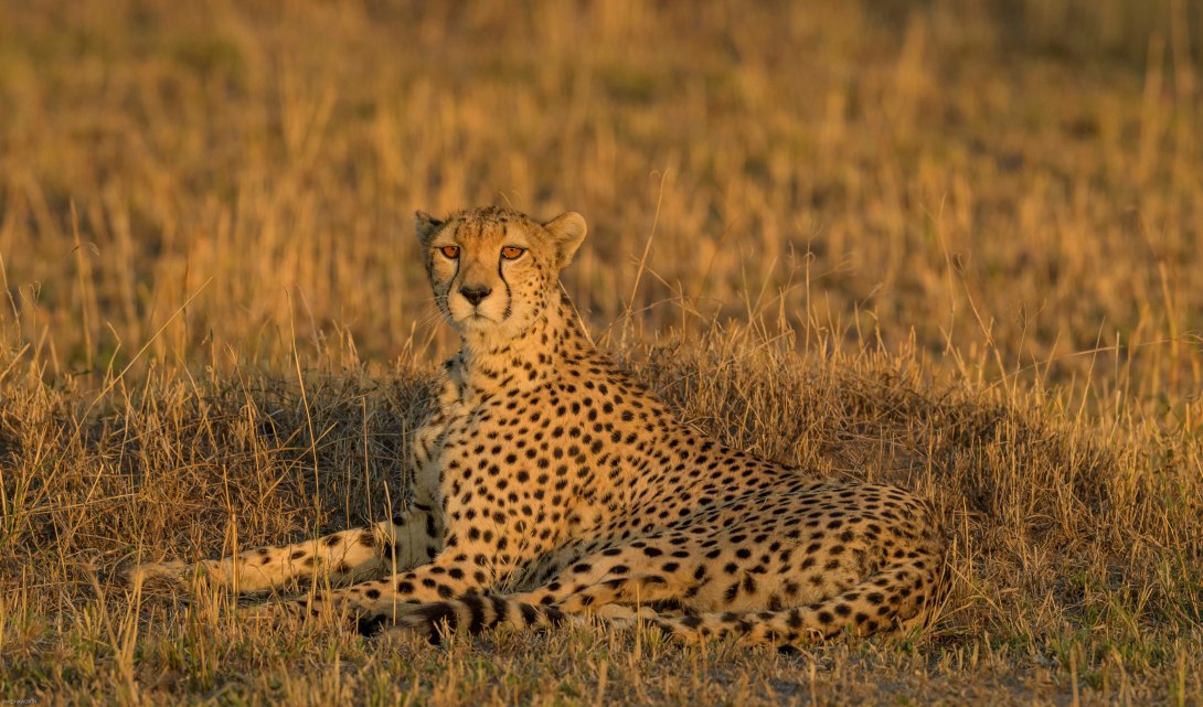 Serengeti Cheetah and giraffe interaction | Howie's Wildlife Images