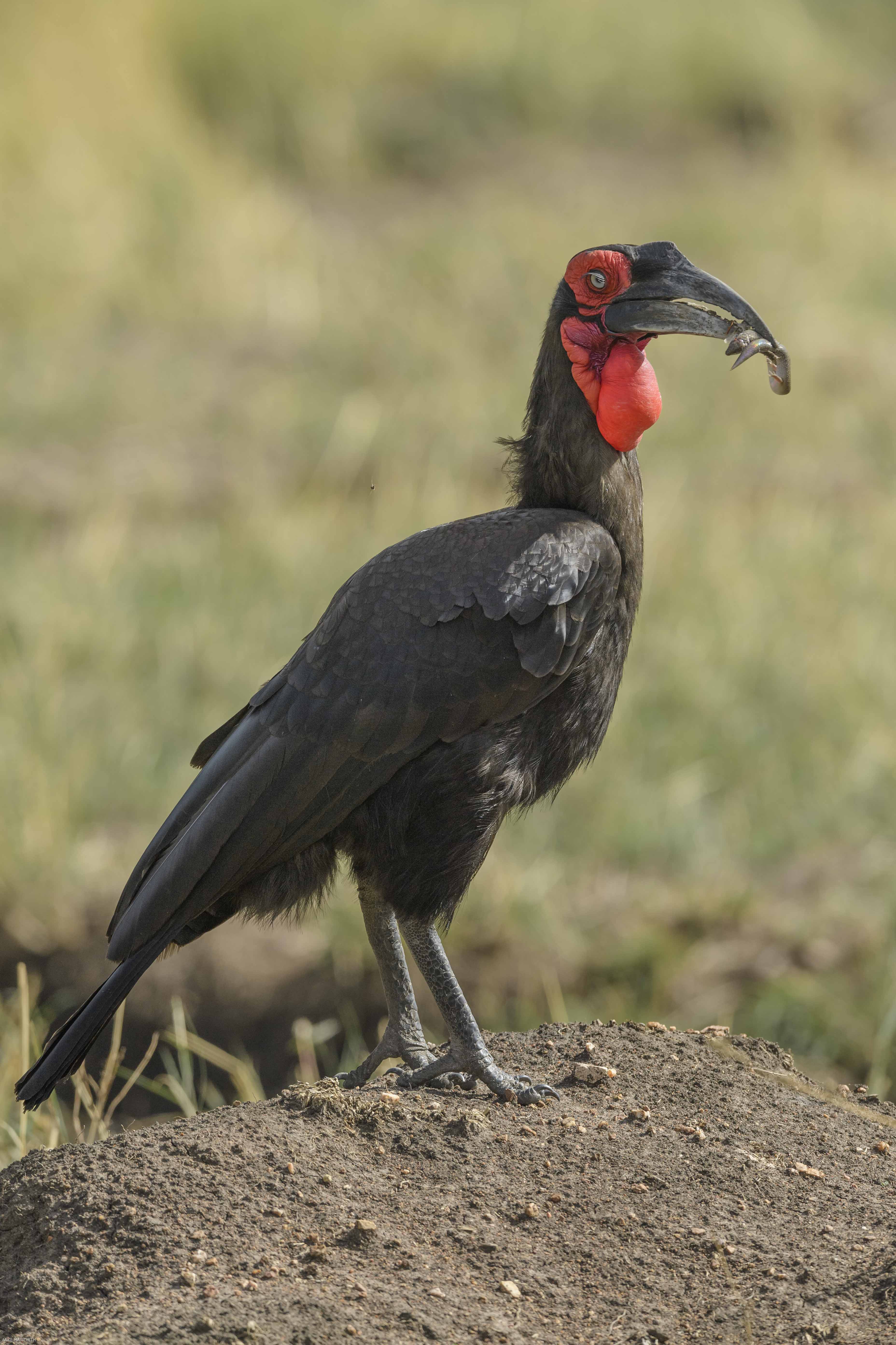 Southern Ground Hornbills in the Serengeti | Howie's Wildlife Images