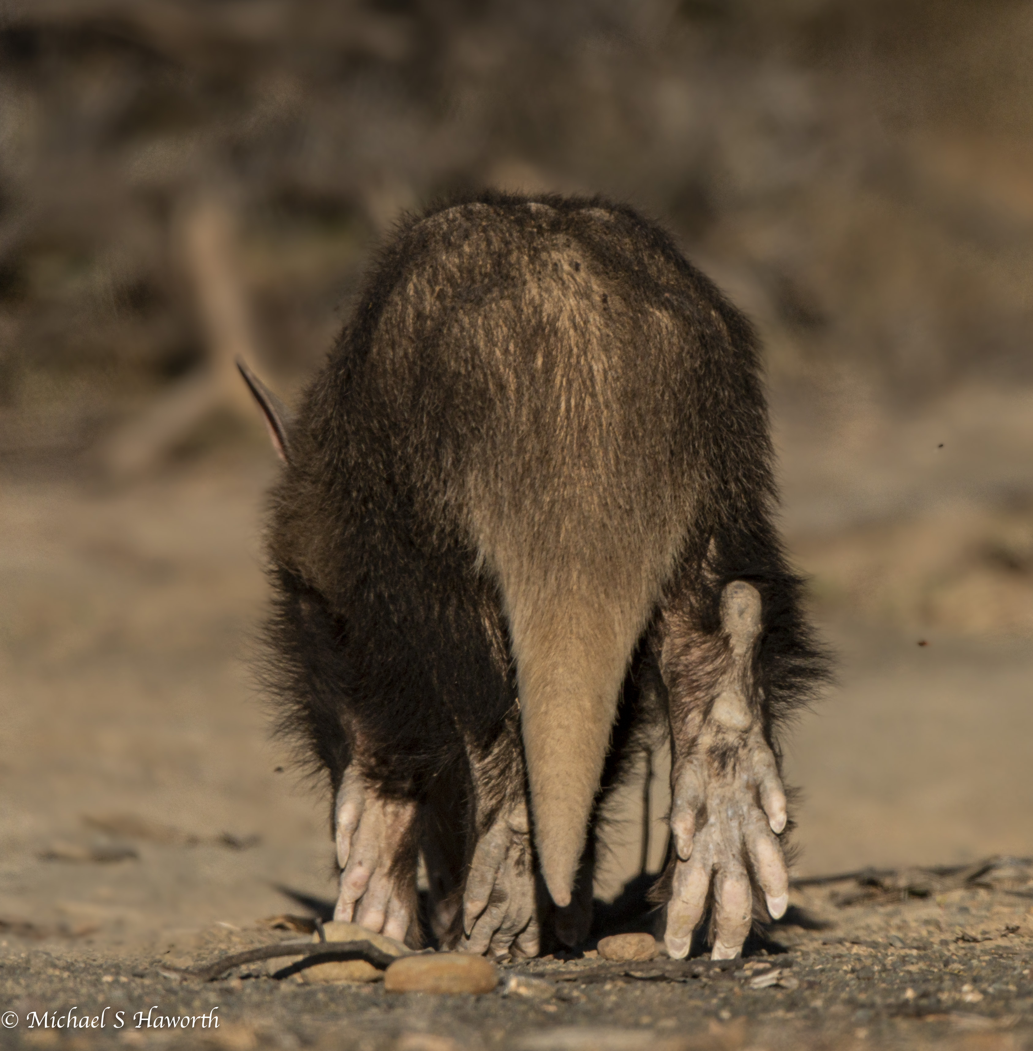 The Great Karoo-Samara | Howie's Wildlife Images