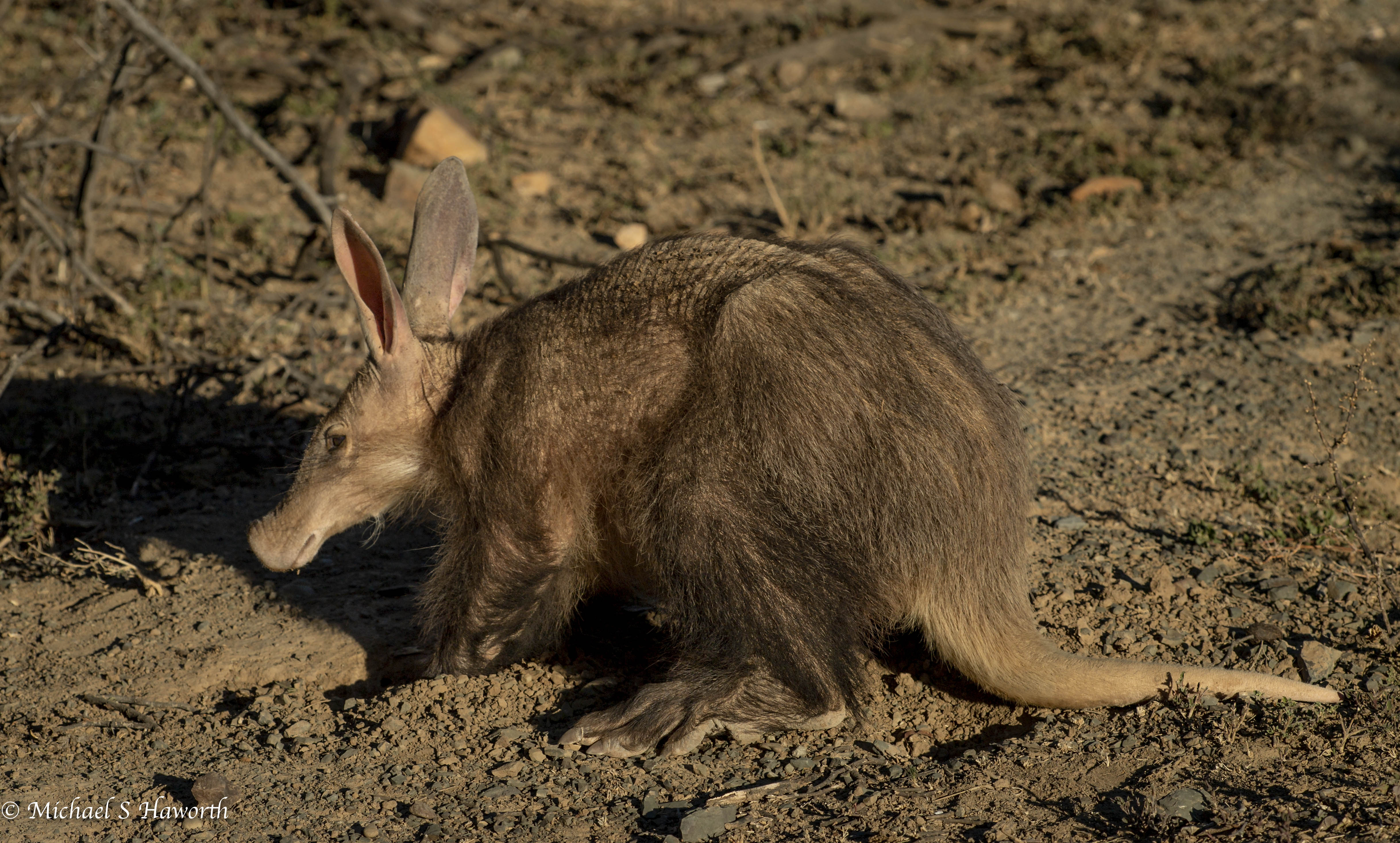 One of Samara’s secrets | Howie's Wildlife Images