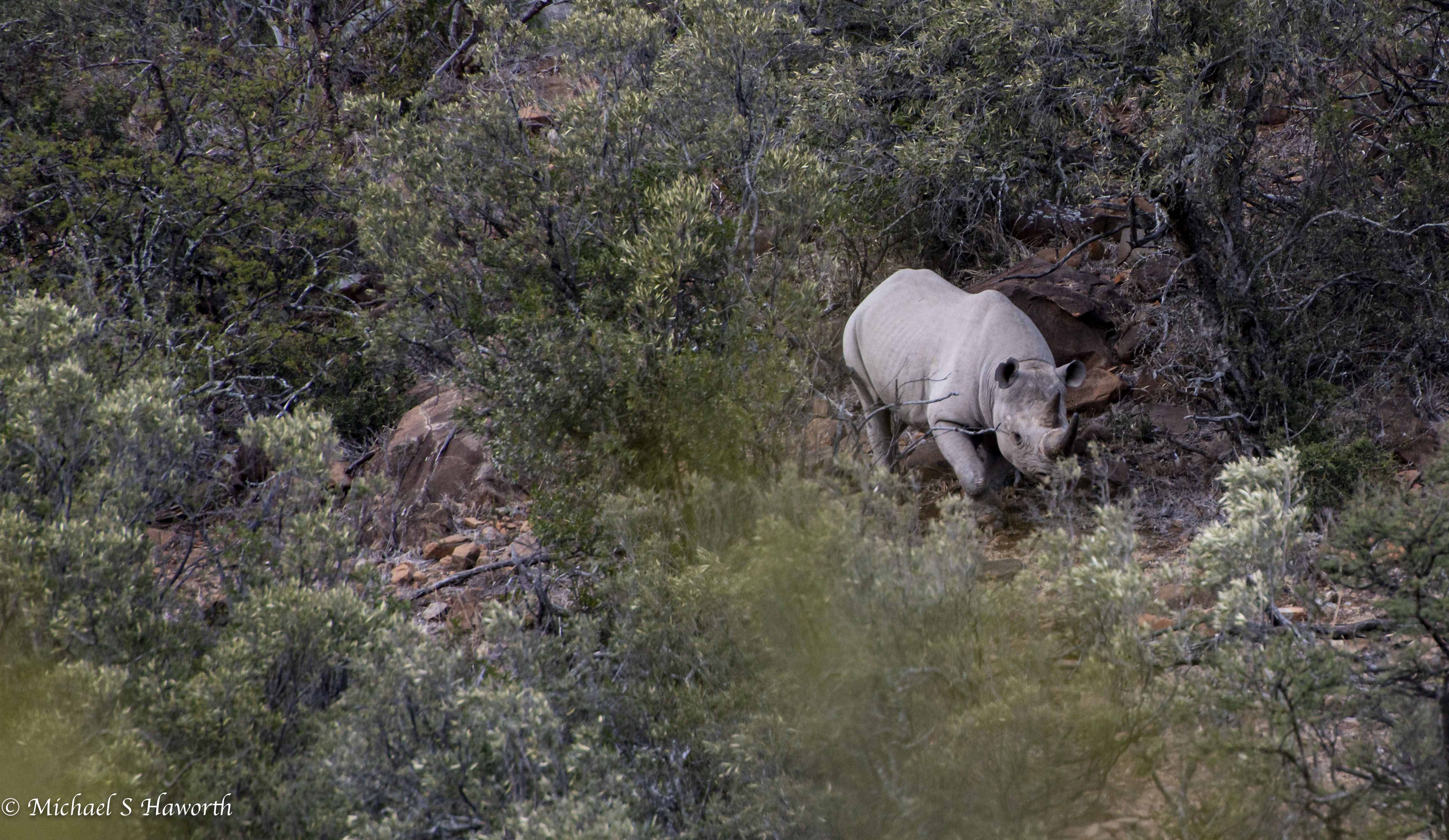 Samara – restoration and rewilding | Howie's Wildlife Images