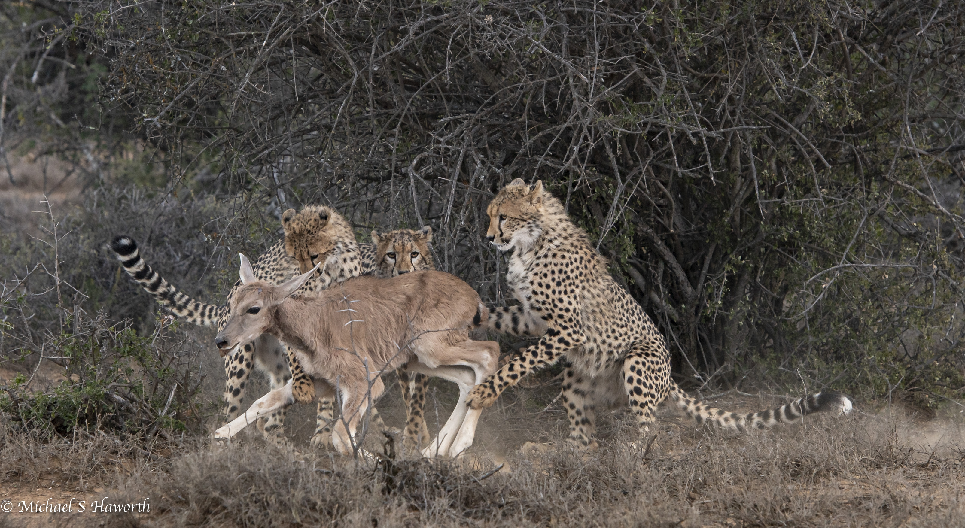 Samara – restoration and rewilding | Howie's Wildlife Images