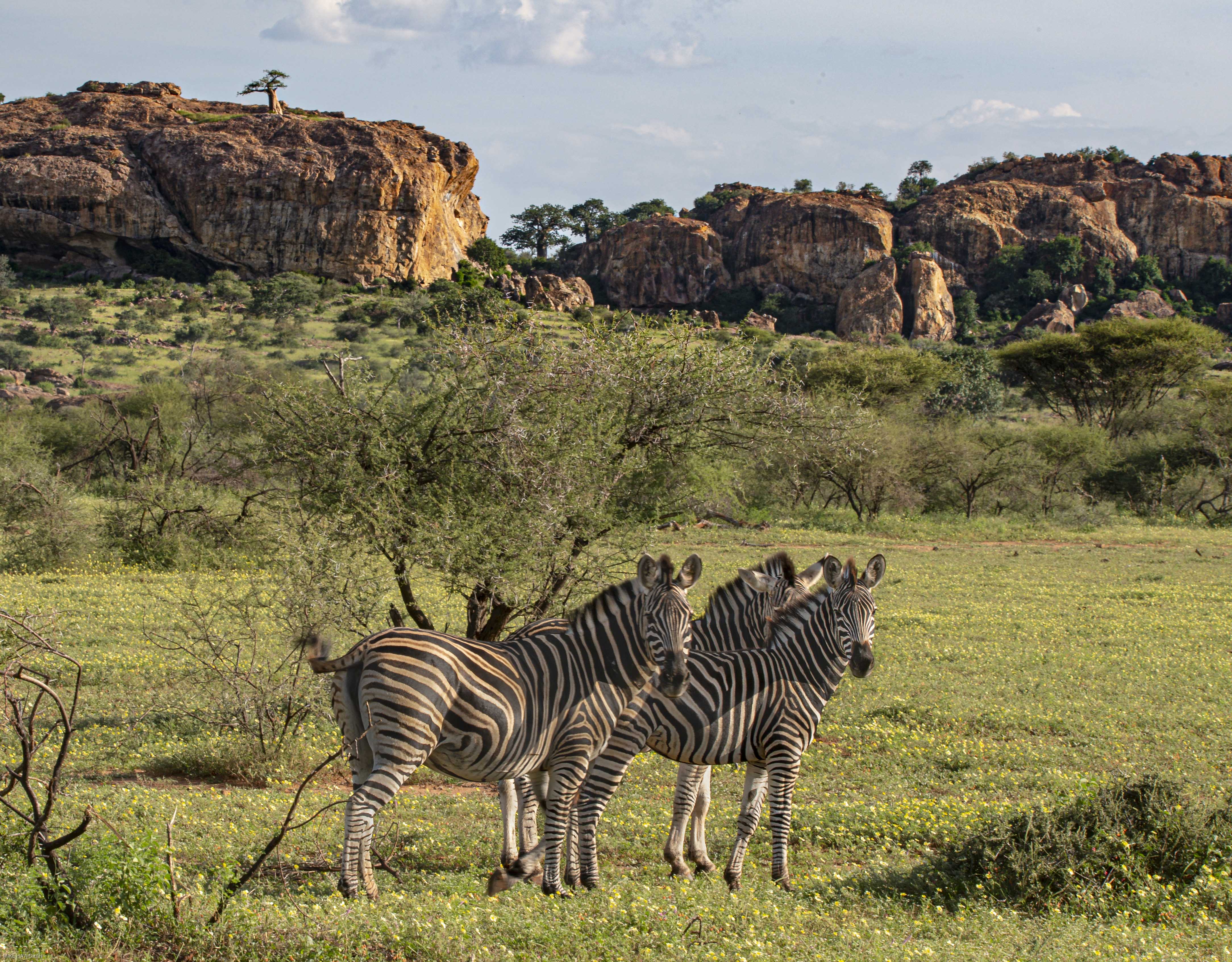 Mashatu: mystical Mmamagwa | Howie's Wildlife Images