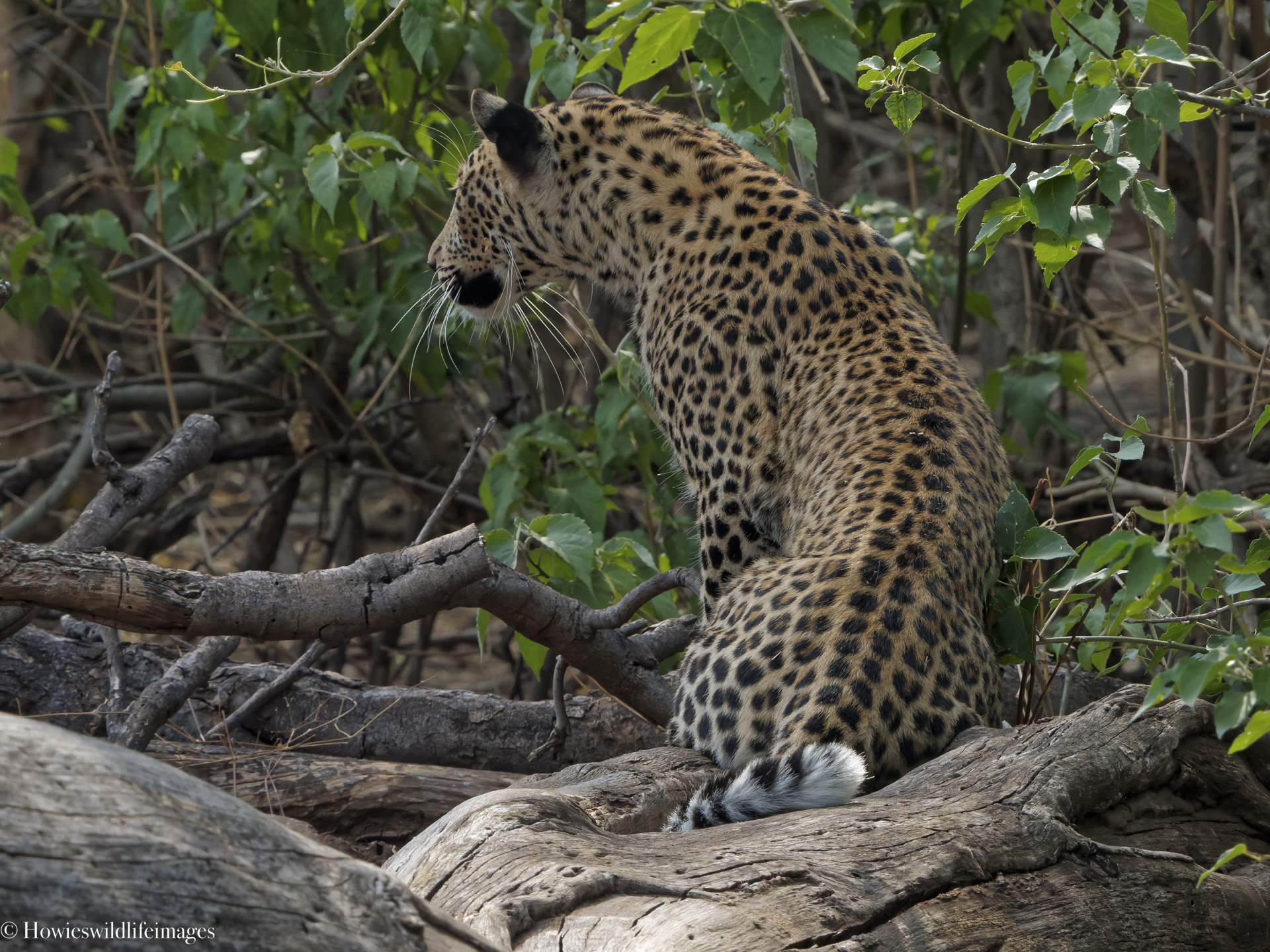 Mashatu: a place of leopards | Howie's Wildlife Images