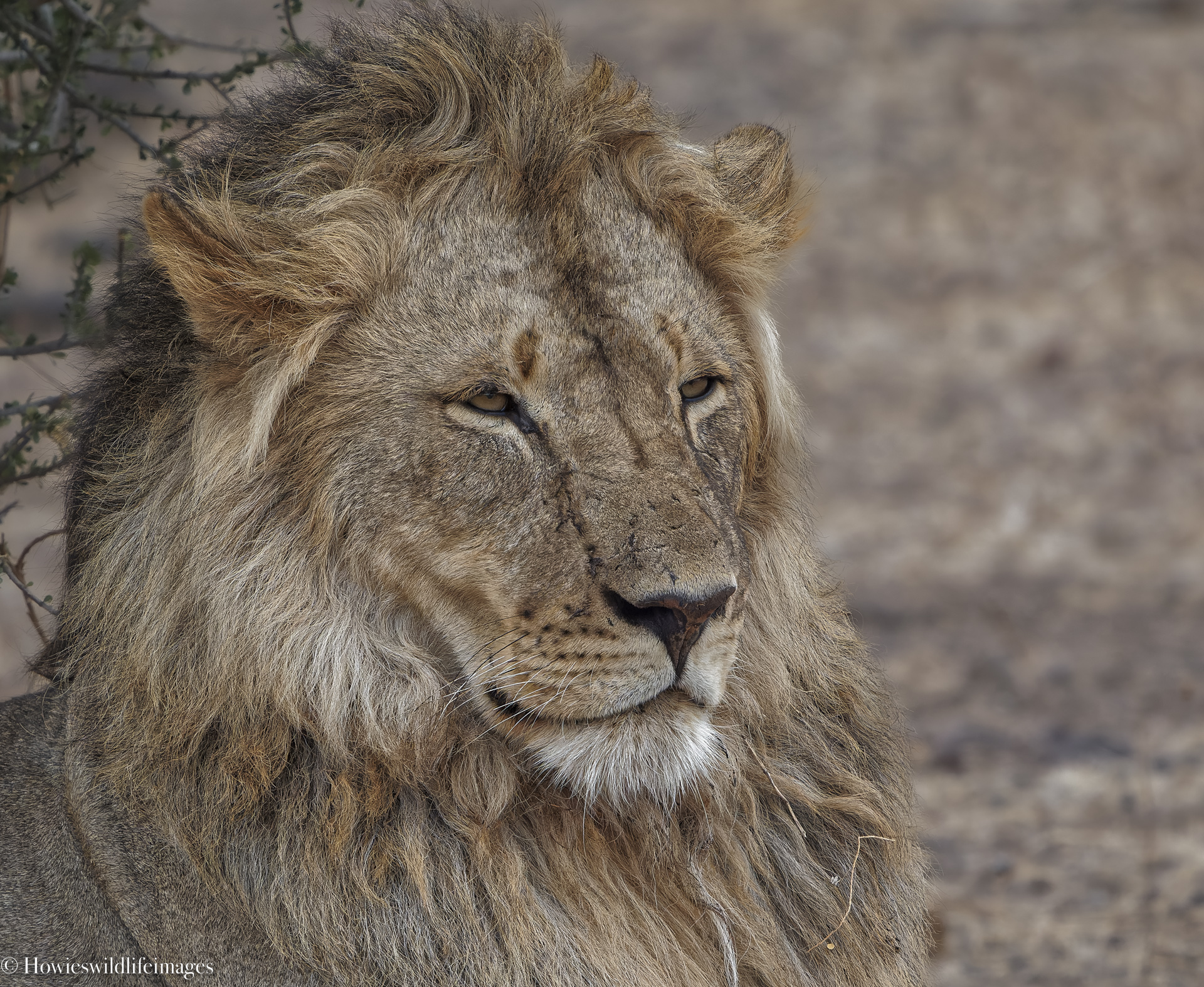 Mashatu – the mating game | Howie's Wildlife Images