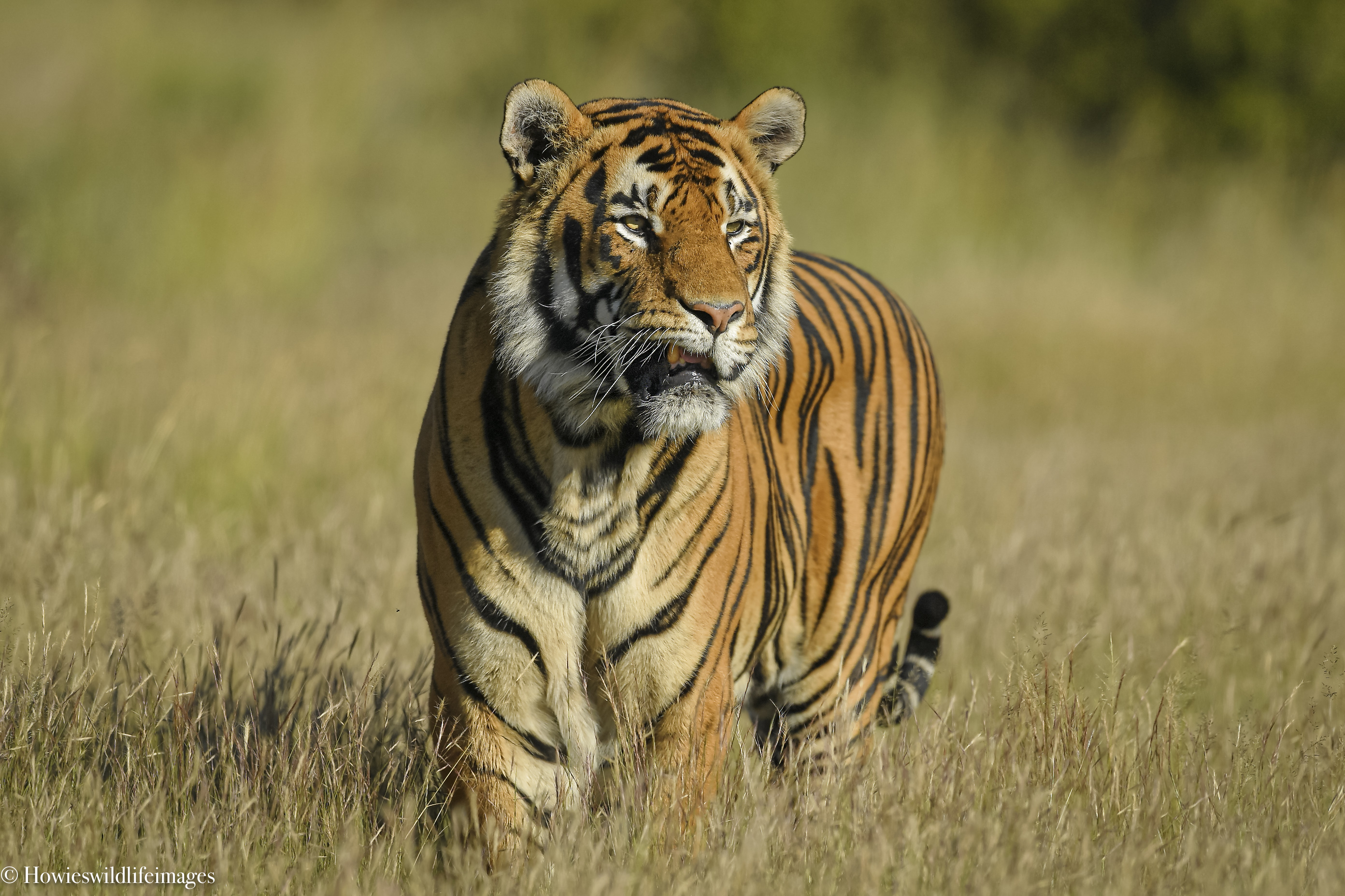 Tiger Canyon – remarkable diversity | Howie's Wildlife Images