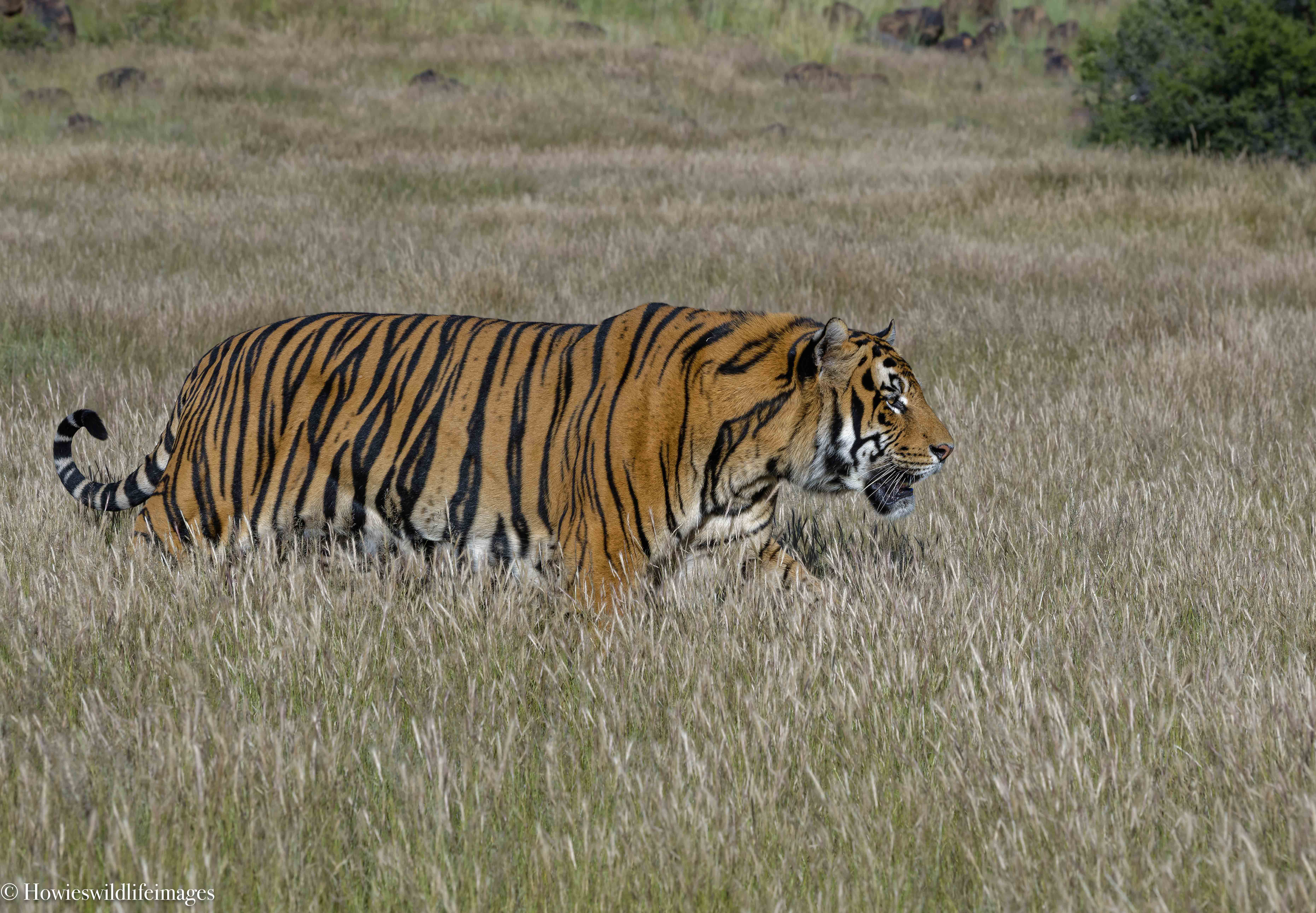 Tiger Canyon | Howie's Wildlife Images