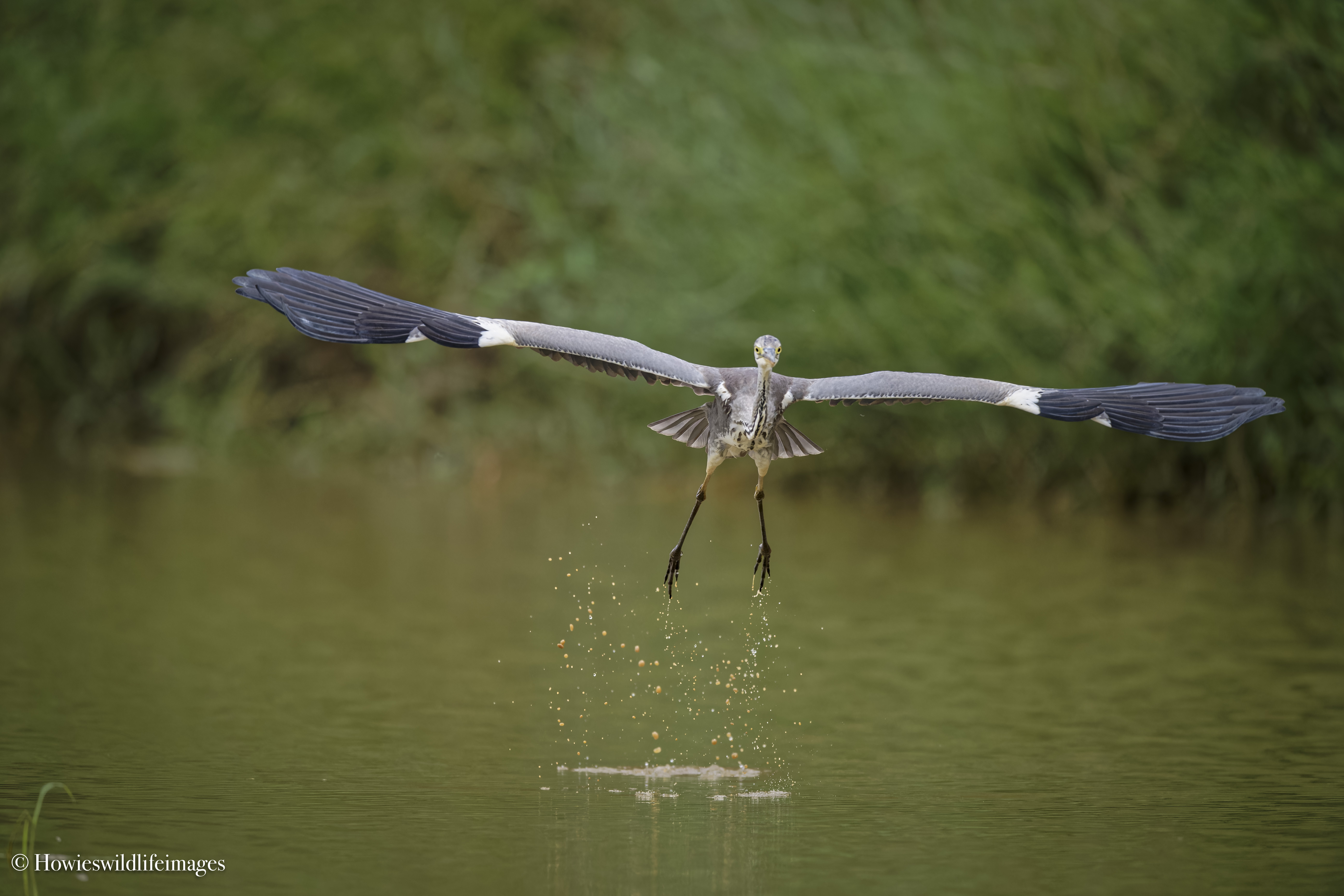 Northern Kruger Park- the Mphongolo loop | Howie's Wildlife Images