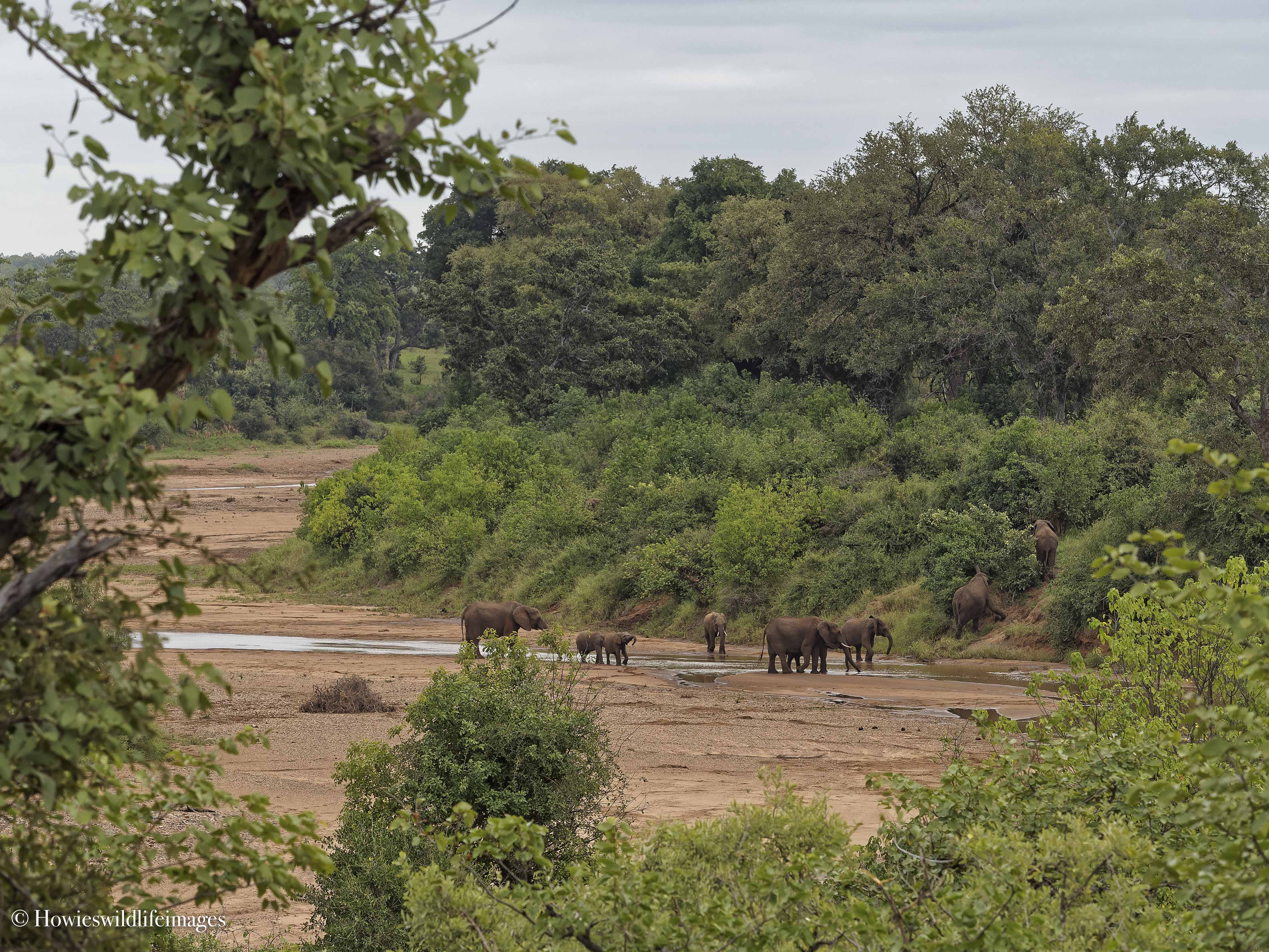 Northern Kruger Park- the Mphongolo loop | Howie's Wildlife Images