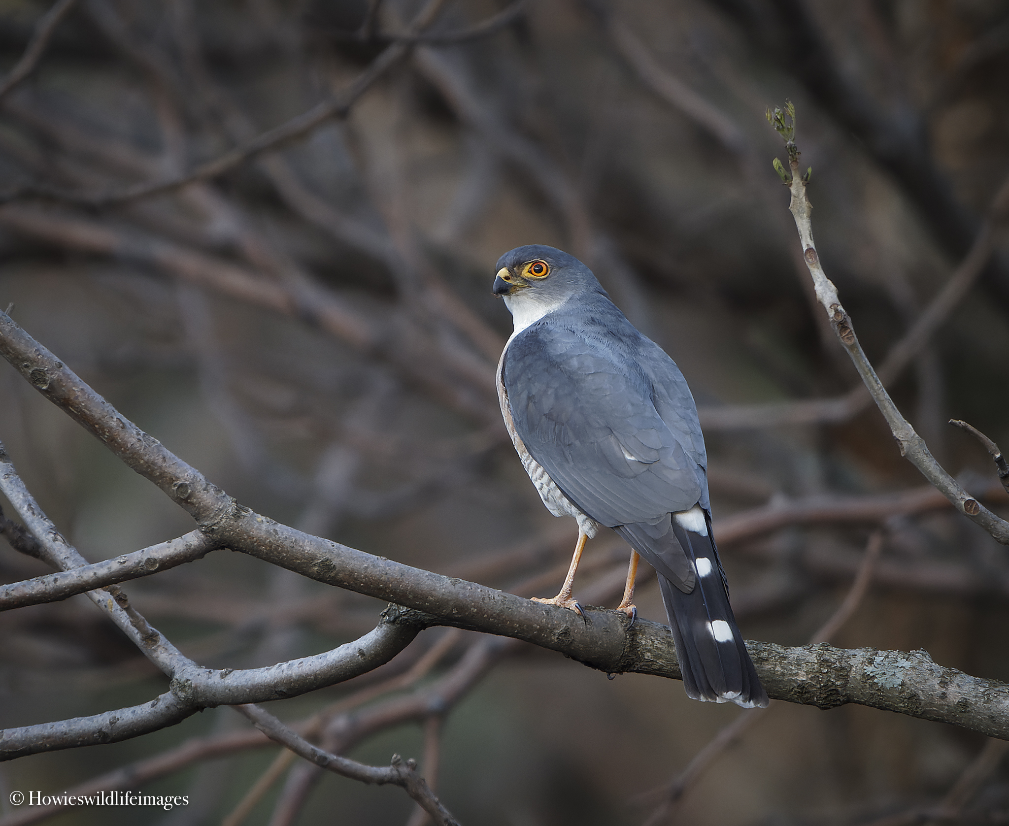 Little Sparrowhawk | Howie's Wildlife Images