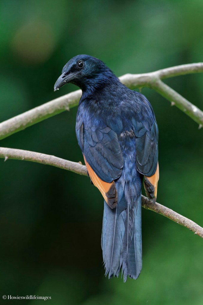 Suburban garden birds | Howie's Wildlife Images