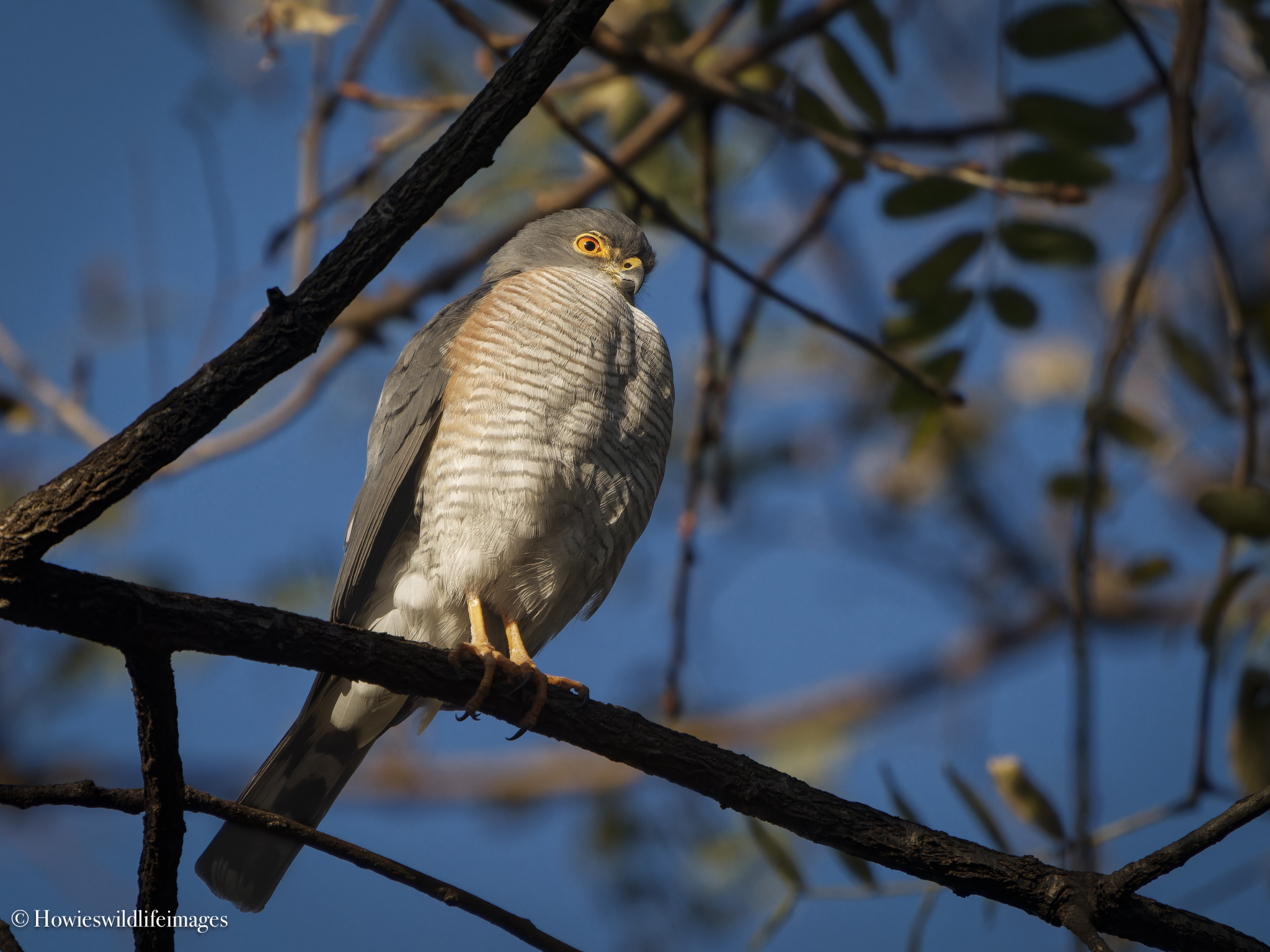Little Sparrowhawk | Howie's Wildlife Images