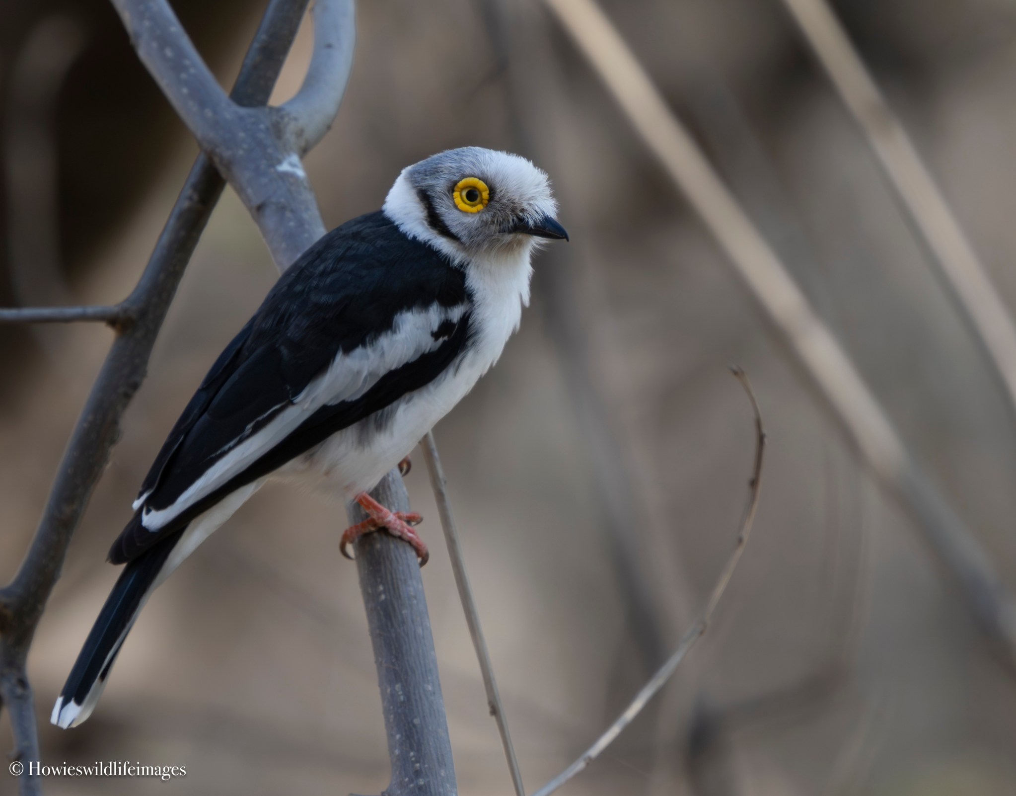 Howie's Wildlife Images | Wildlife photography | Page 3