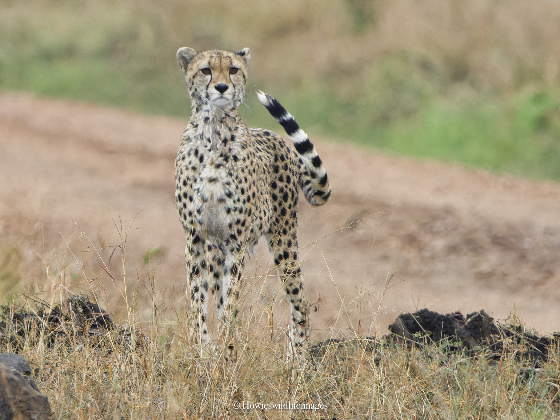Masai Mara – watching cheetahs | Howie's Wildlife Images