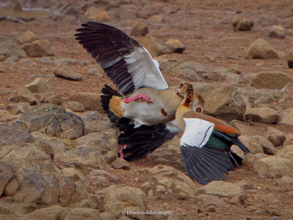 Howie's Wildlife Images | Wildlife photography