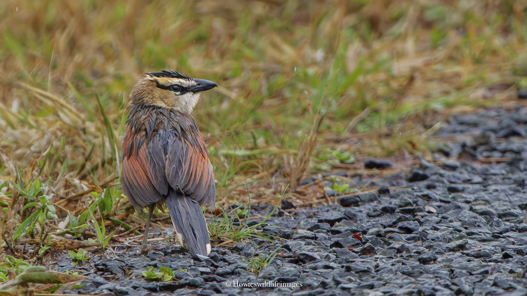 Mkuze Game Reserve – Masinga hide | Howie's Wildlife Images